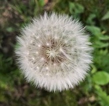 A Mostly No-Mow May – Woolie Sparrow